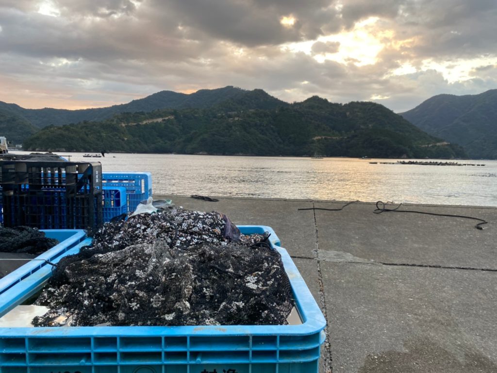 【三重県南伊勢町】『古和浦港（こわうらこう）』の海釣りガイド（釣れる魚・駐車場・トイレ）｜東海釣りwalker